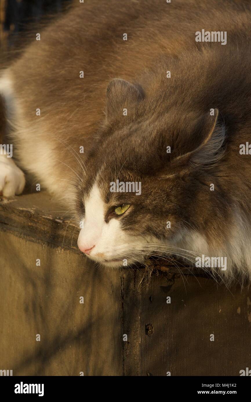 Cat on box hi-res stock photography and images - Alamy