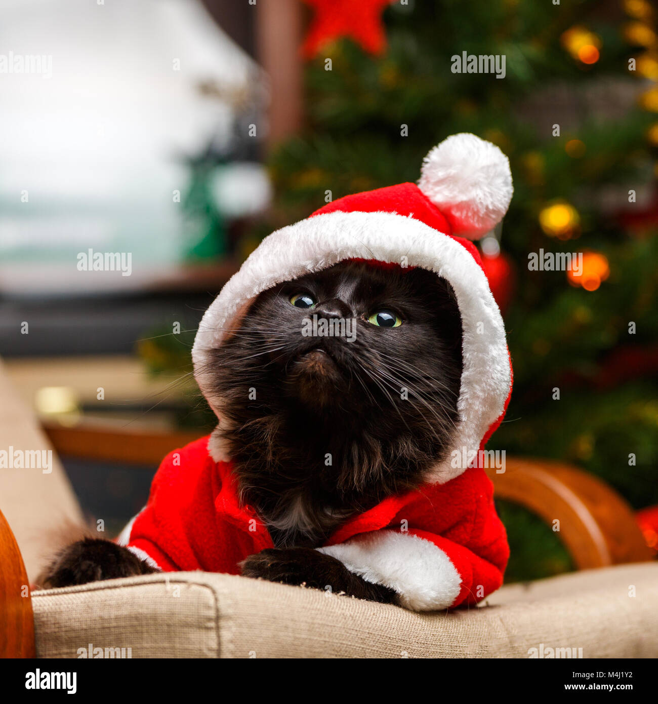 Picture of festive cat in santa costume looking up sitting at chair ...