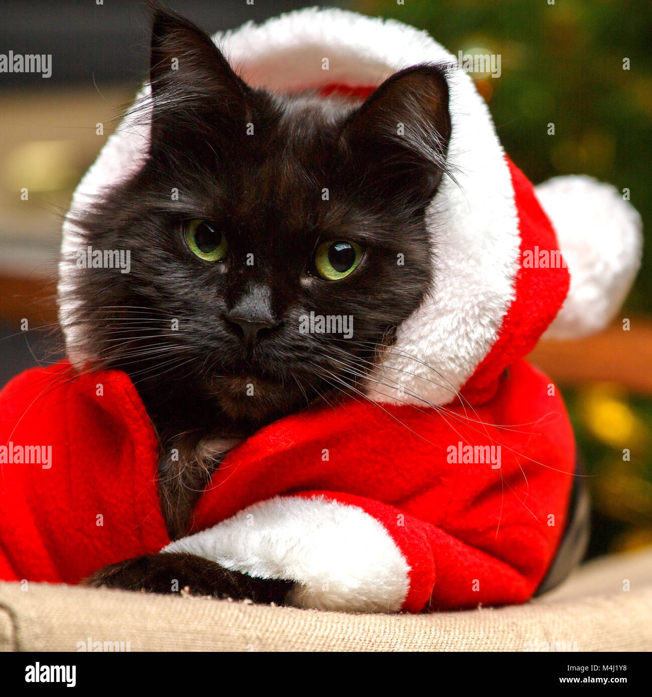 Festive portrait of black cat dressed as Santa Claus on chair Stock ...