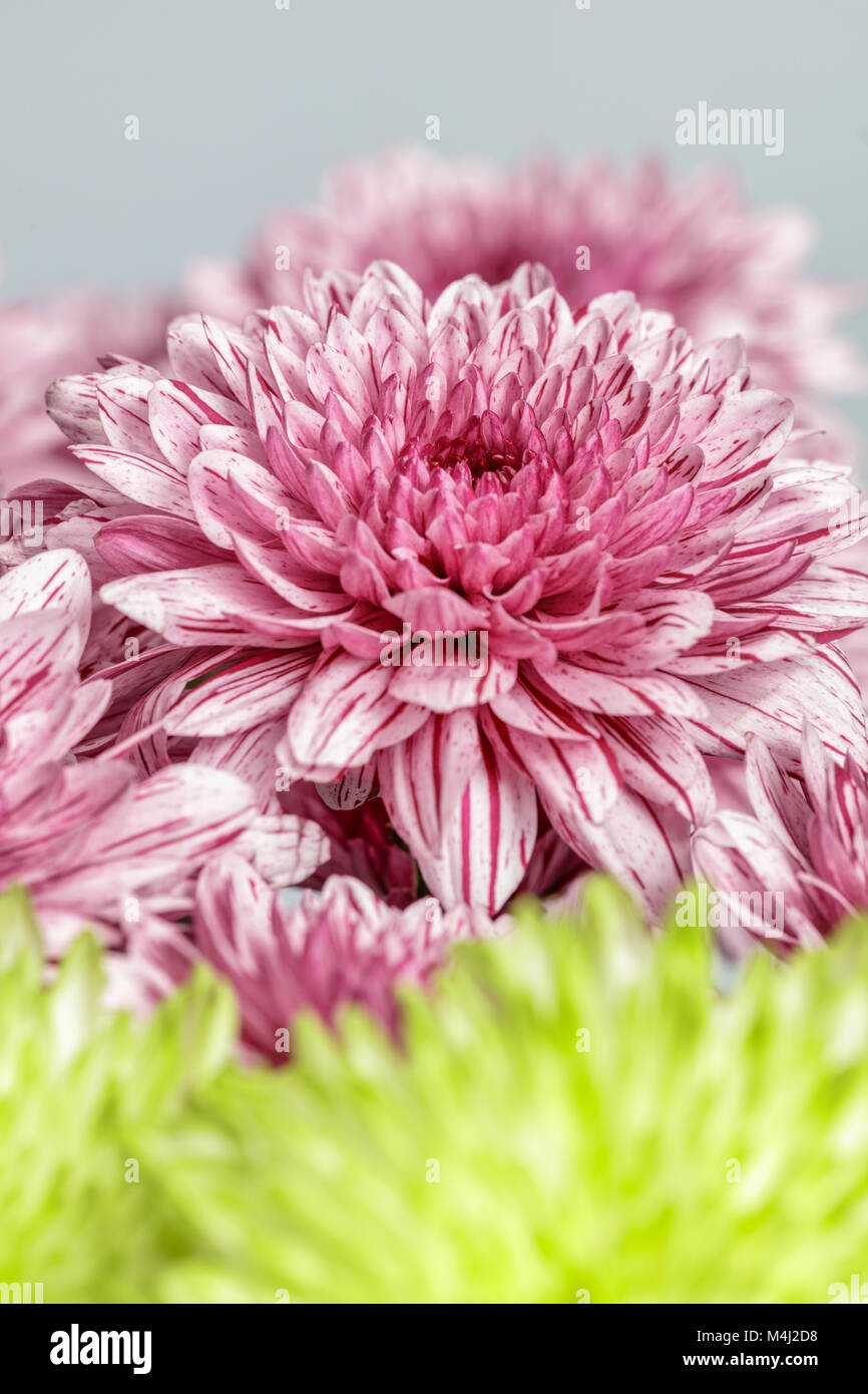 Chrysanth cut flower garden hi-res stock photography and images - Alamy