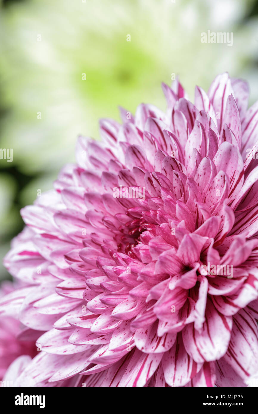 Chrysanth cut flower garden hi-res stock photography and images - Alamy