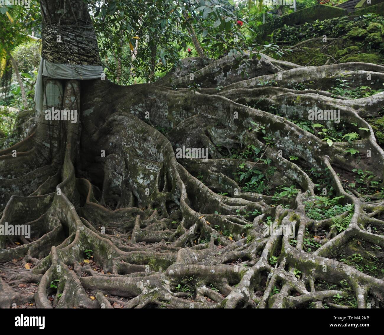 Long roots hi-res stock photography and images - Alamy