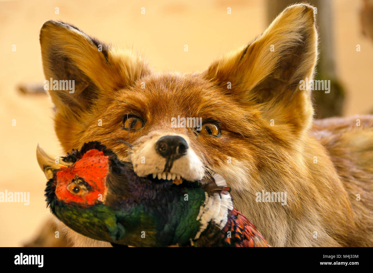 Fox keeps pheasant in its mouth in the Forest Museum (Waldmuseum) of ...