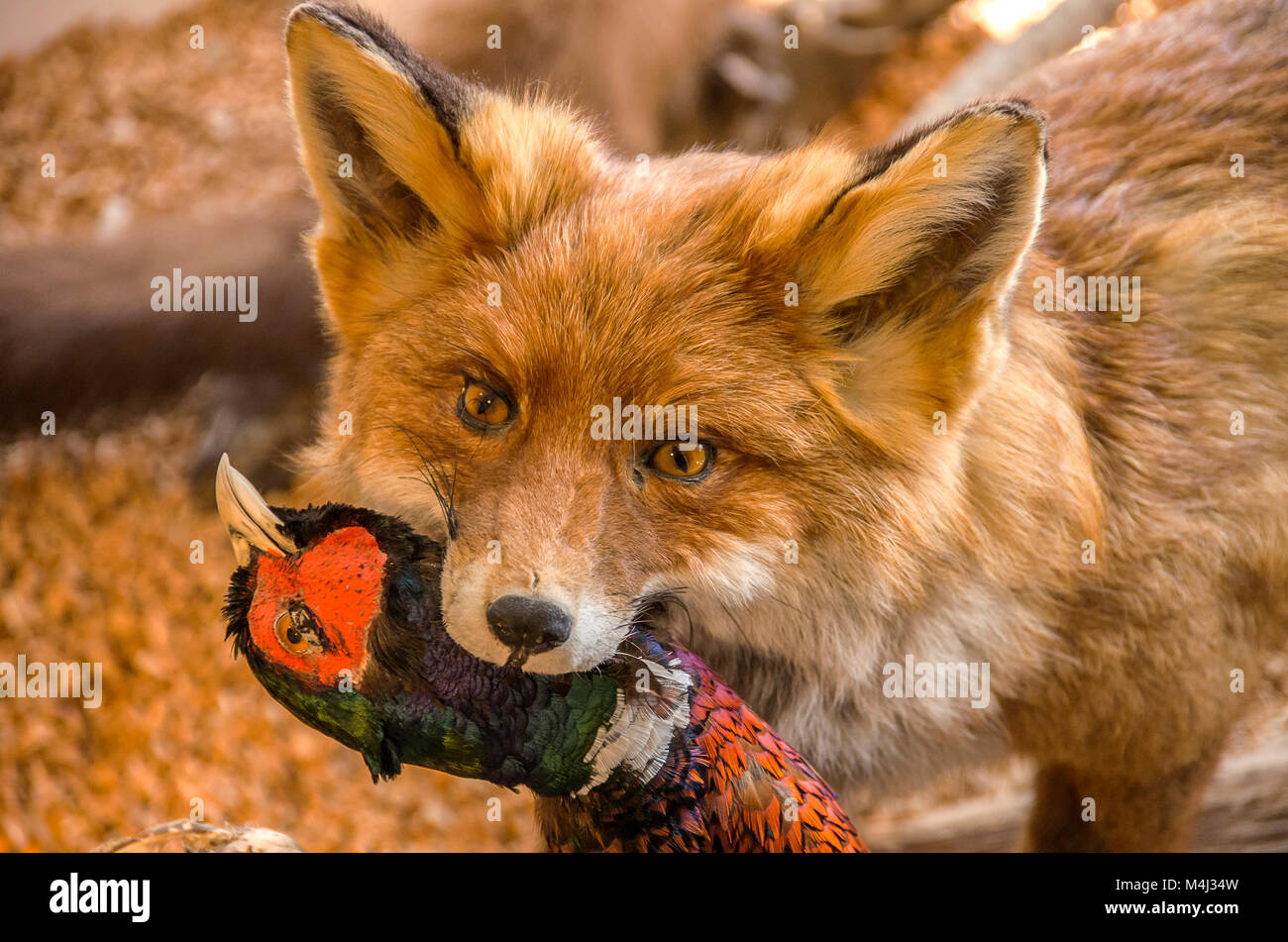Fox keeps pheasant in its mouth in the Forest Museum (Waldmuseum) of ...