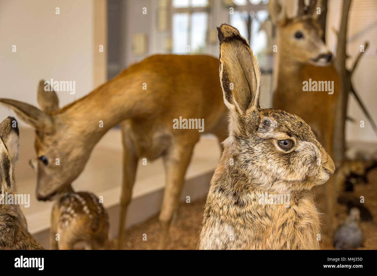 Hare and other forest animalsl in the Forest Museum (Waldmuseum) of ...