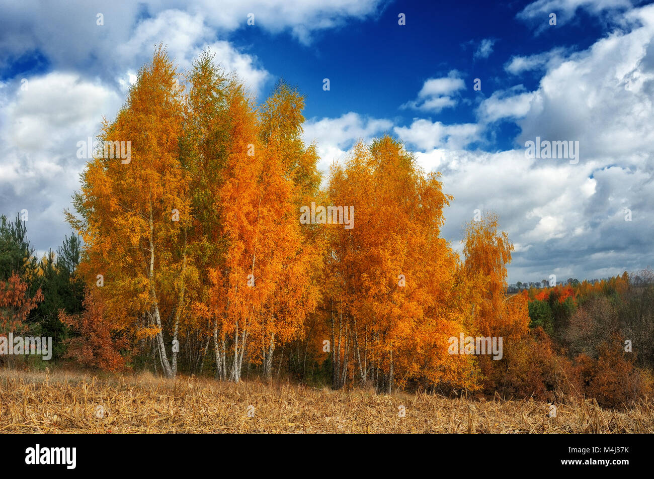 scenic clouds over the field Stock Photo - Alamy