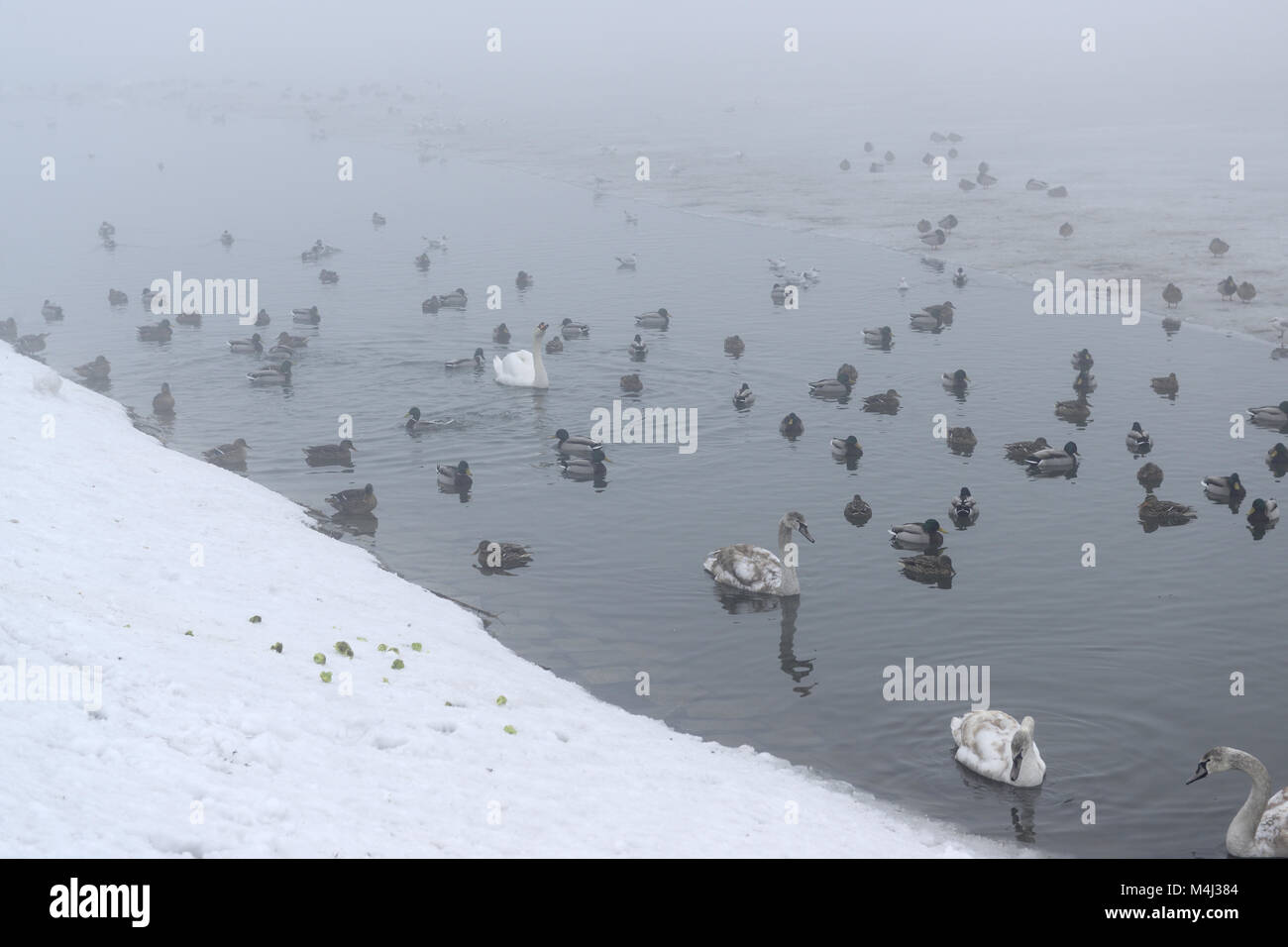 animals, winter, snow, white, birds, season, weather, natur, wildlife ...