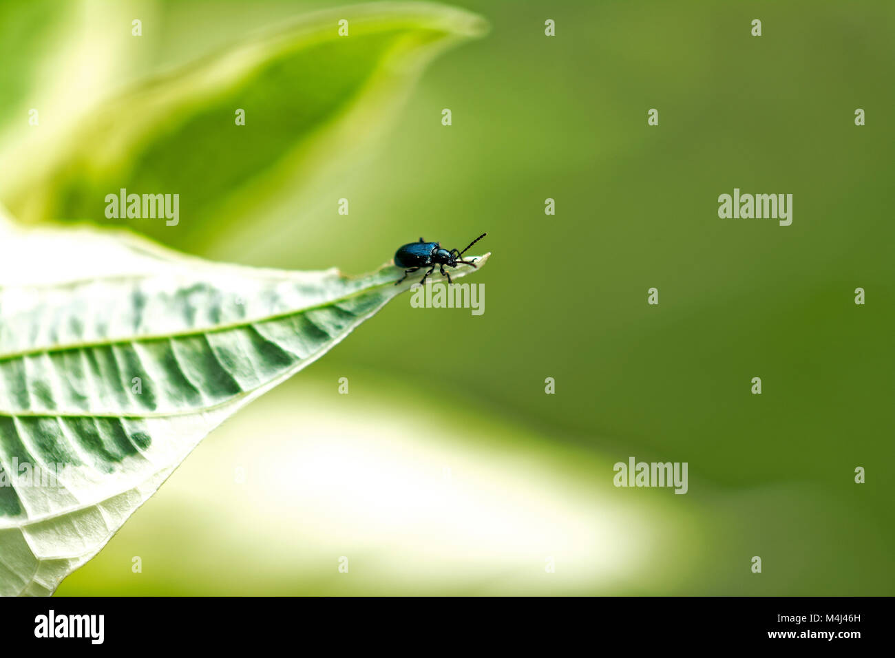 Little blue beetle walking on the edge of the leaf Stock Photo - Alamy