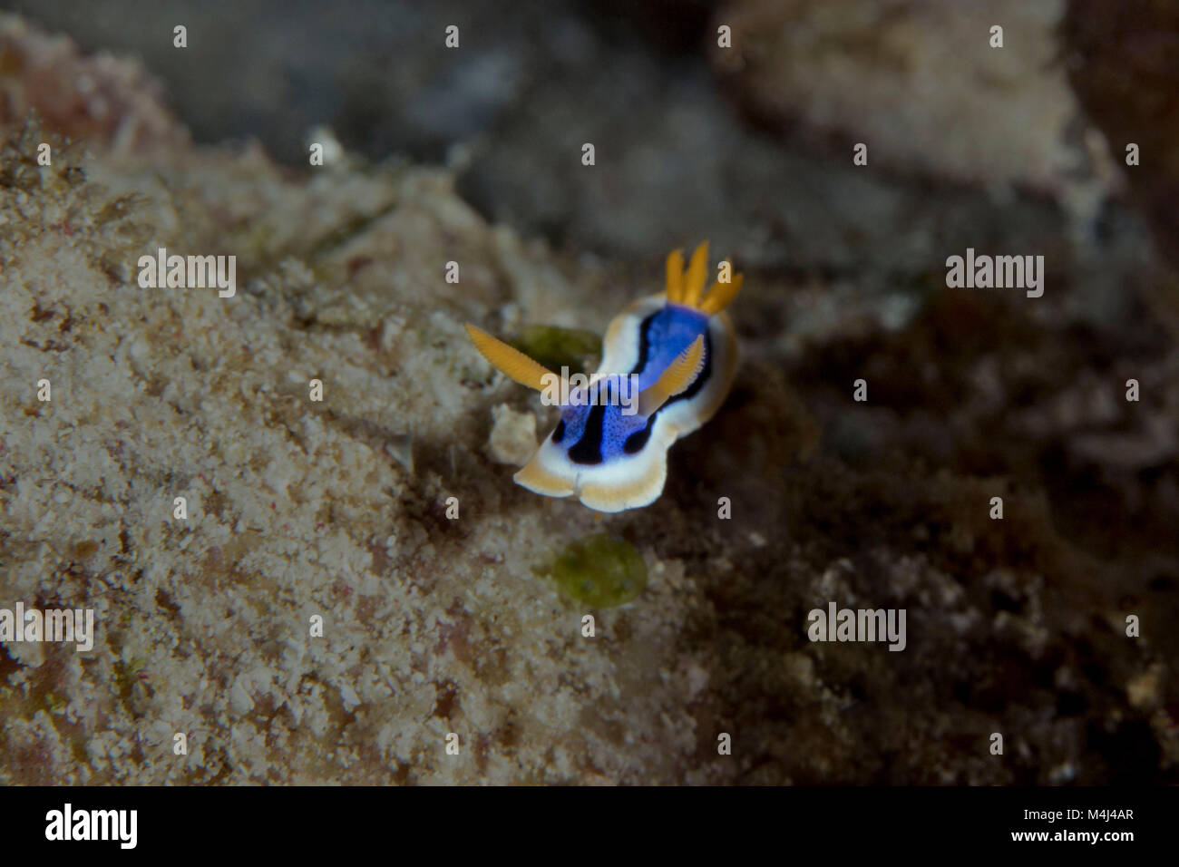 Nudibranch Chromodoris annae. Panglao Island, Philippines Stock Photo ...