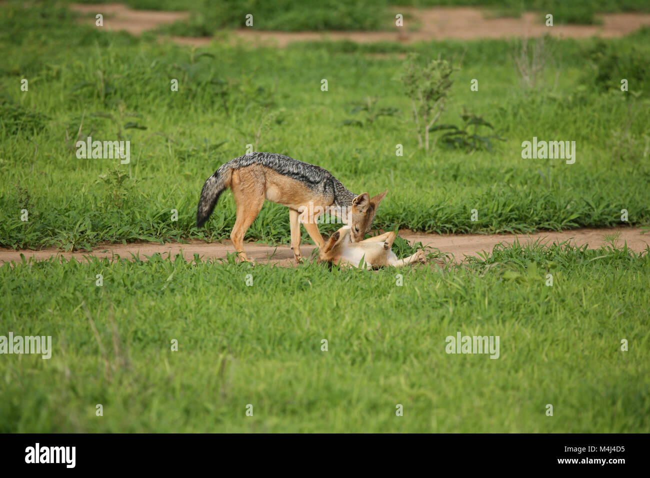 Jackal wild dangerous mammal africa savannah Kenya Stock Photo - Alamy