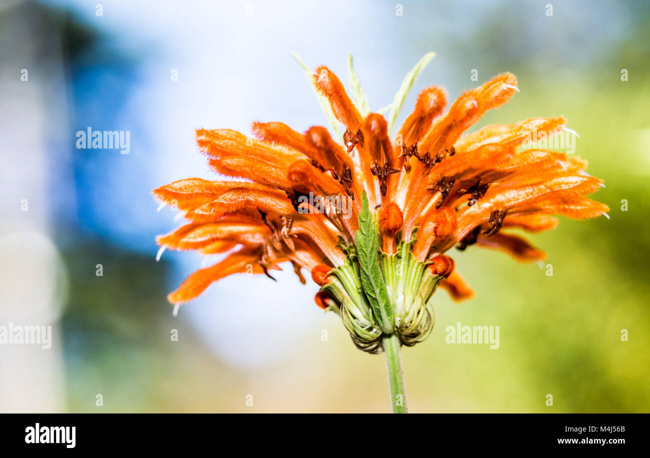 texture and color of a flower in the autumn on an unfocused background ...