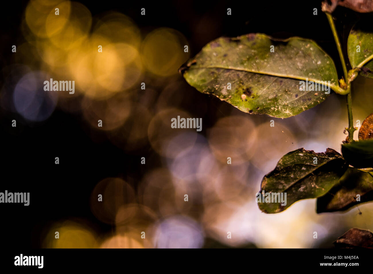 Lights on leaves hi-res stock photography and images - Alamy