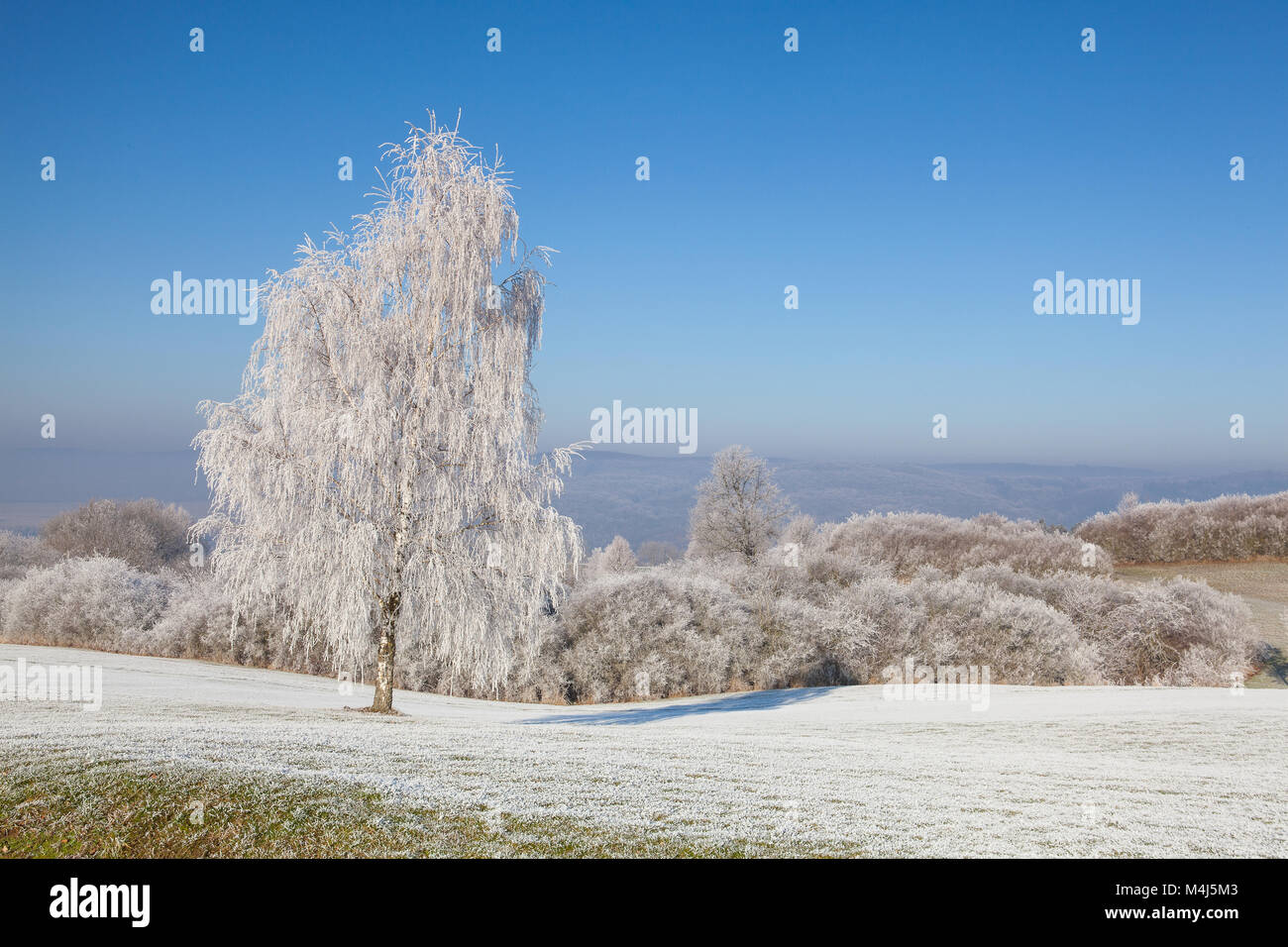 Winter landscape with trees and grass covered with hoarfrost in the ...