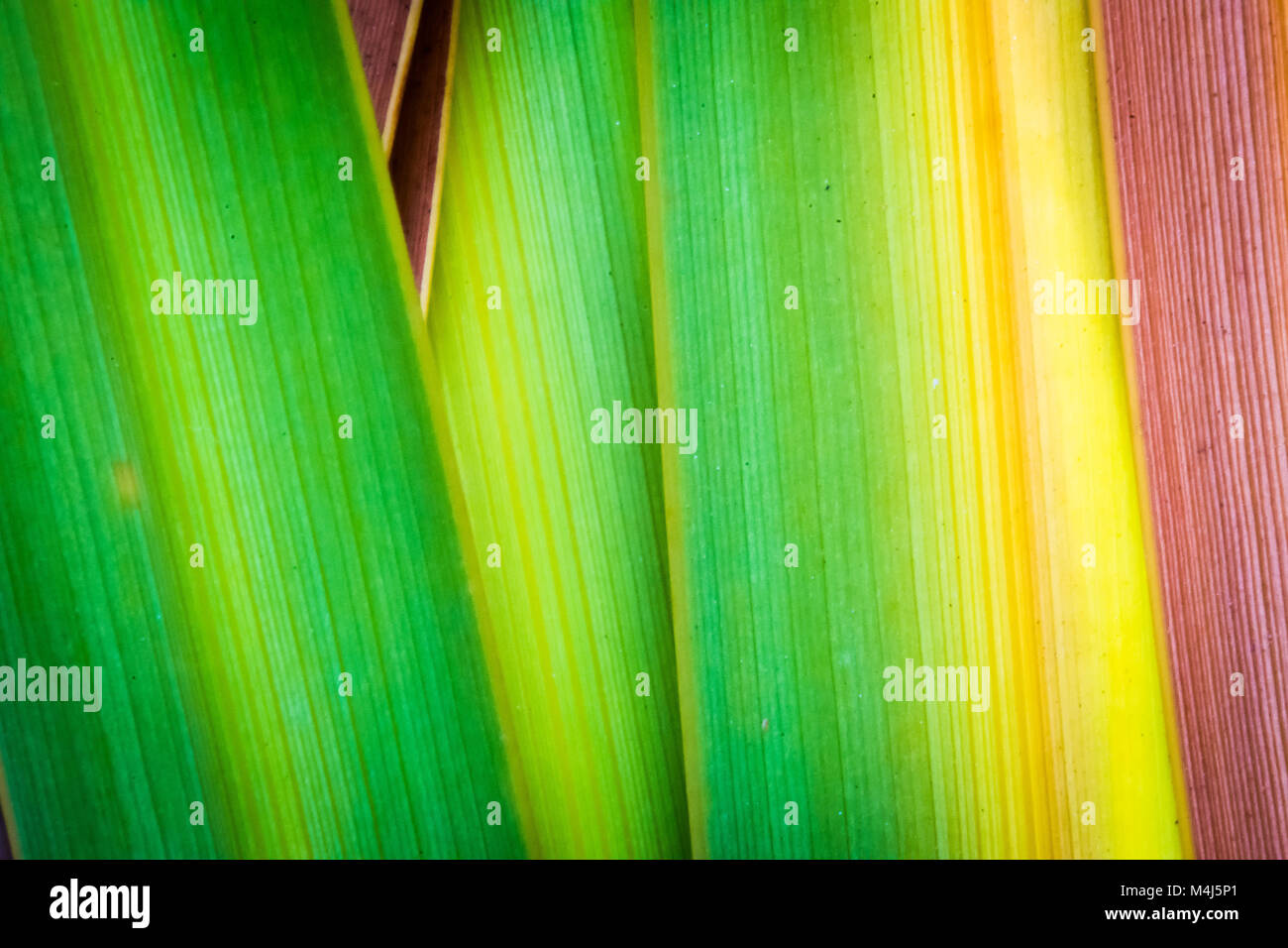 Fondo textura hi-res stock photography and images - Alamy