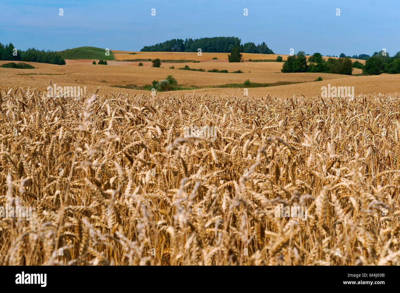 agricultural land, field crops, wheat field Stock Photo - Alamy