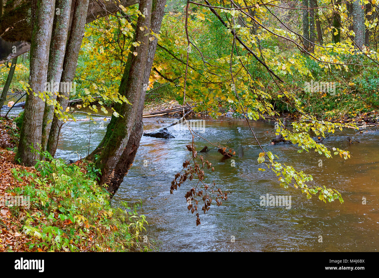 Tree branches hanging over water hi-res stock photography and images ...