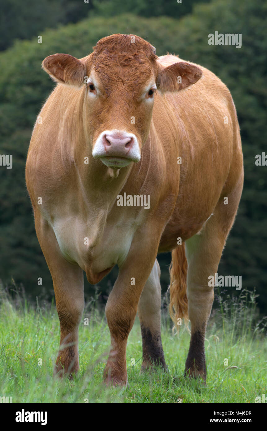 Cow staring at the photographer Stock Photo - Alamy