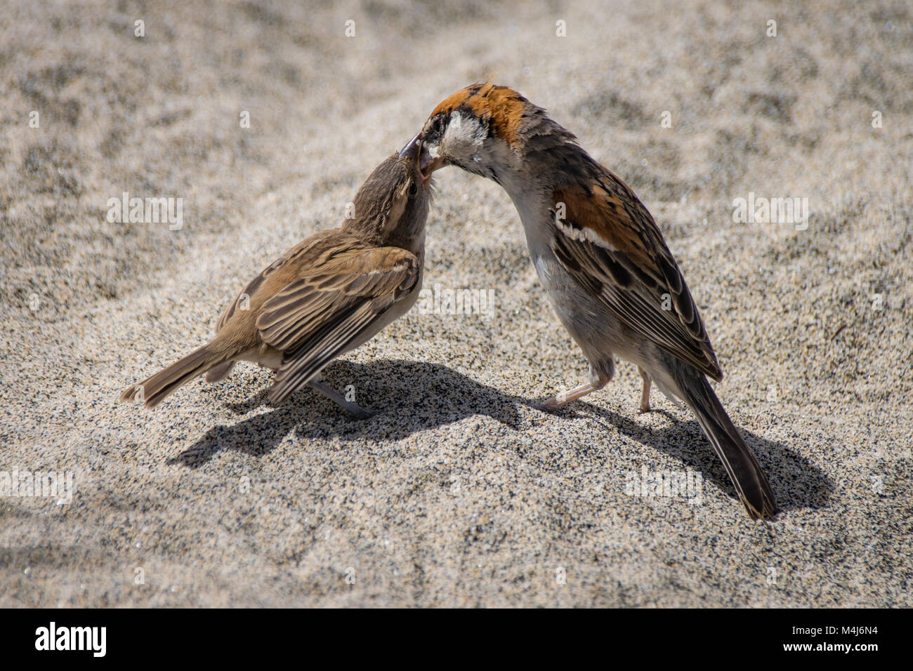 Iago Sparrow High Resolution Stock Photography and Images - Alamy