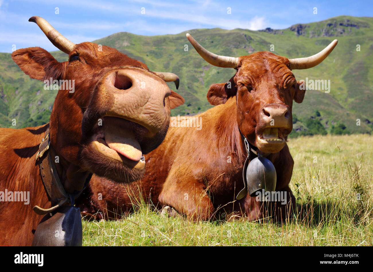 Cow sticking its tongue out hi-res stock photography and images - Alamy