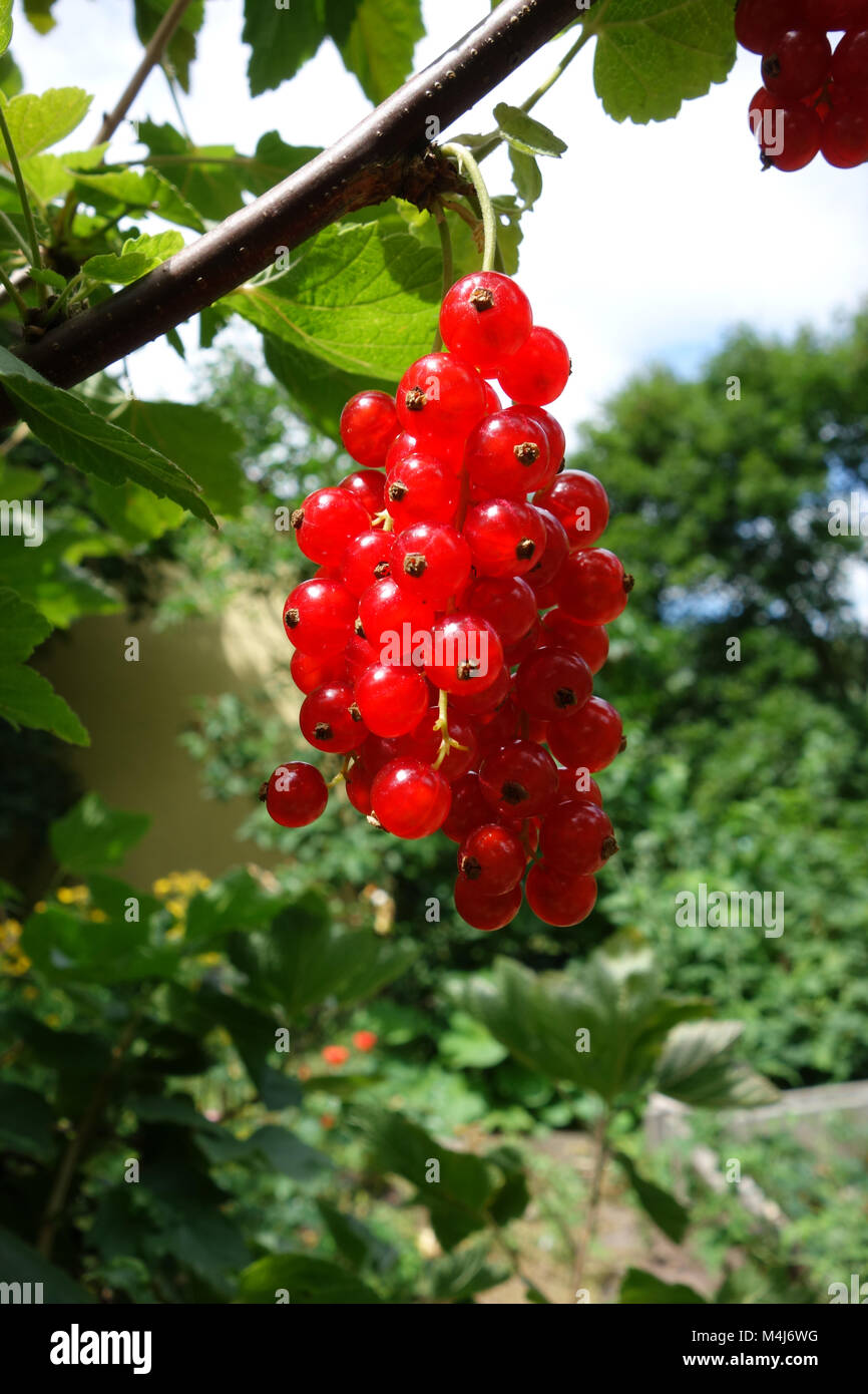 Ribes rubrum, red currant Stock Photo - Alamy