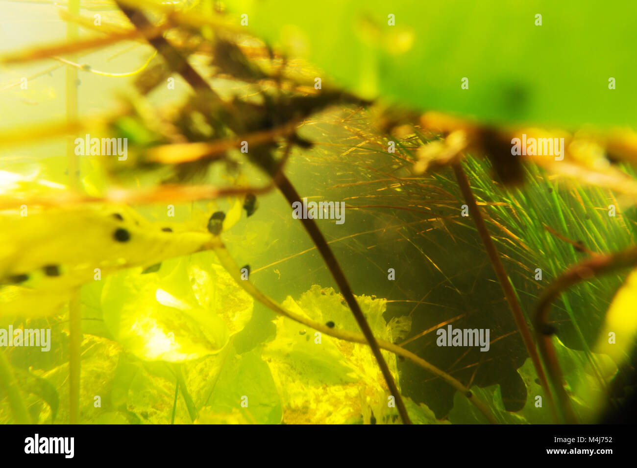 River underwater hi-res stock photography and images - Alamy