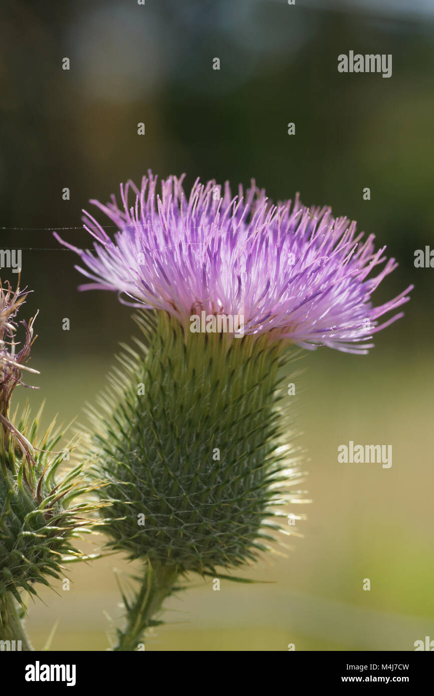 Cirsium vulgare, common thistle Stock Photo - Alamy