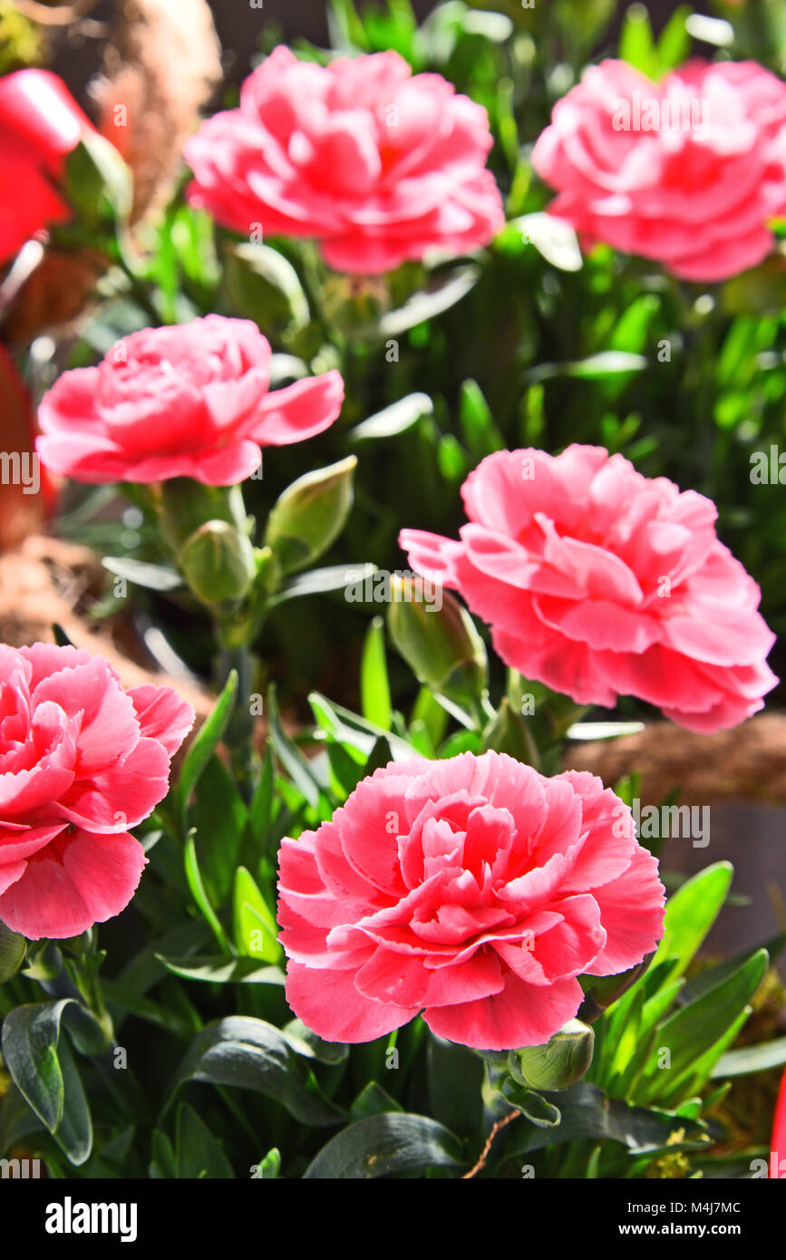 Composition with bouquet of carnations Stock Photo - Alamy