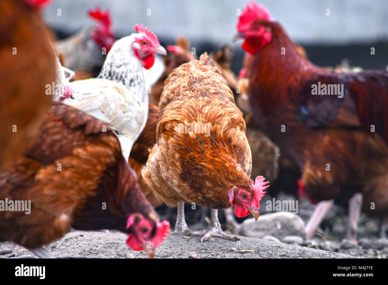 Chickens on traditional free range poultry farm Stock Photo - Alamy