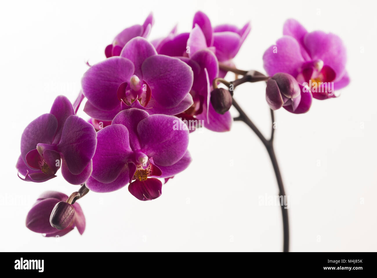 Purple orchid isolated on white Stock Photo - Alamy
