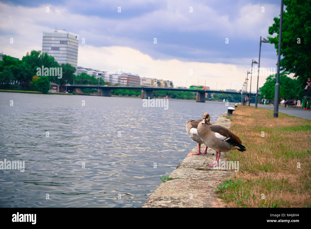 Ducks at the Main river bank in Frankfurt, Germany Stock Photo - Alamy