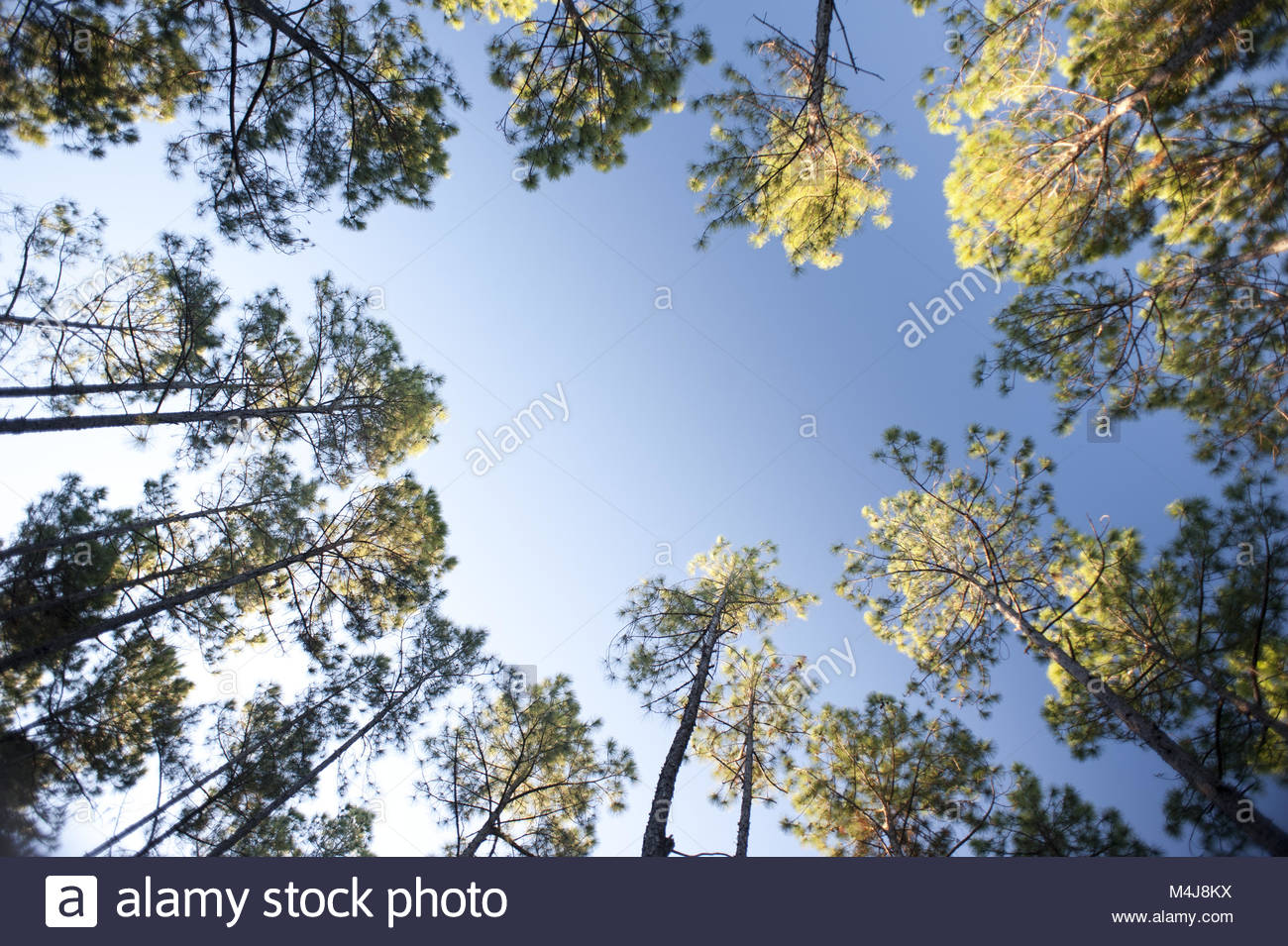 Leafy Canopy Stock Photos & Leafy Canopy Stock Images - Alamy