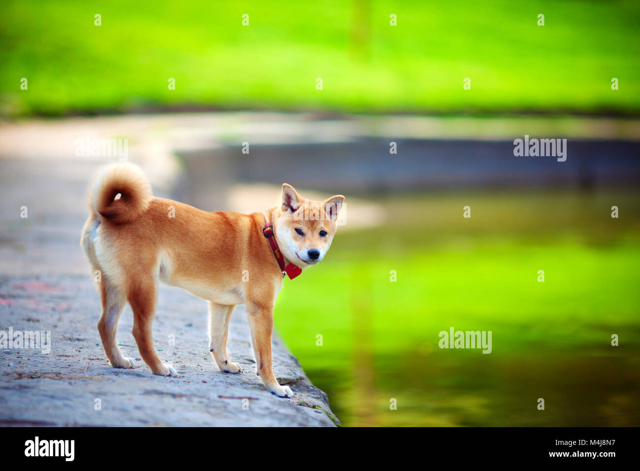 A young shiba inu in green garden Stock Photo - Alamy