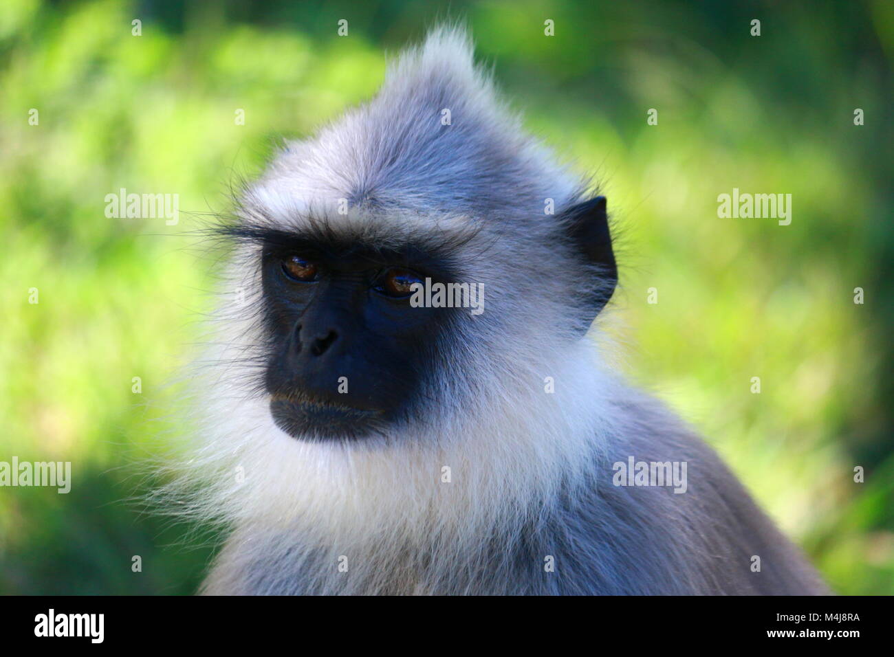 True langur hi-res stock photography and images - Alamy