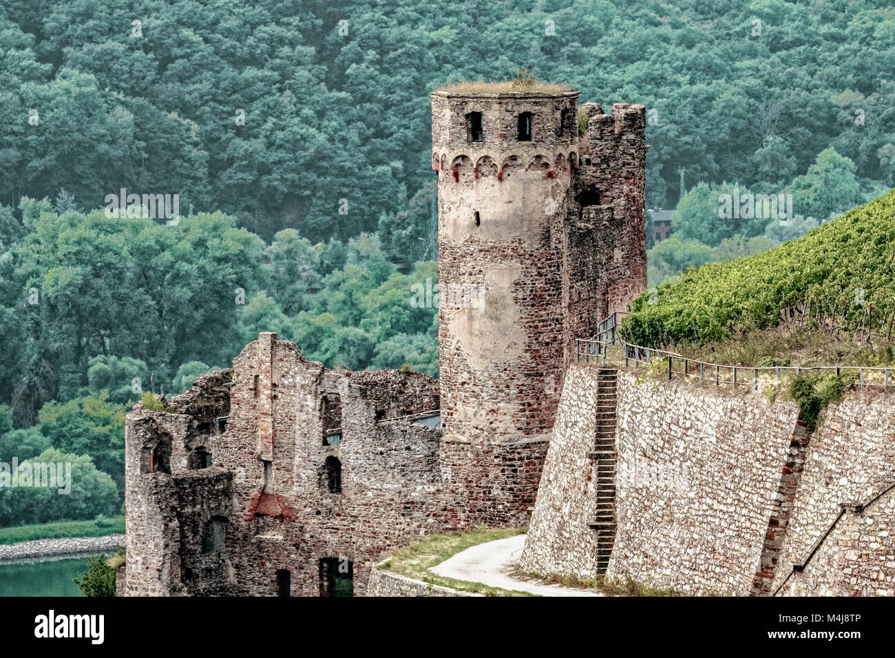 Rüdesheim - Ehrenfels Castle Stock Photo - Alamy