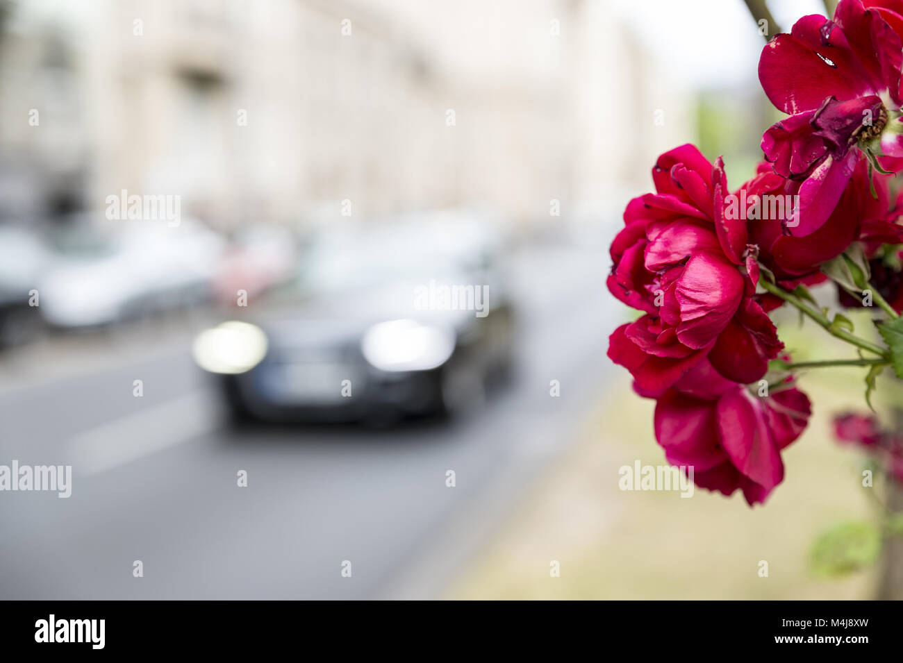 Roses on the roadside Stock Photo - Alamy