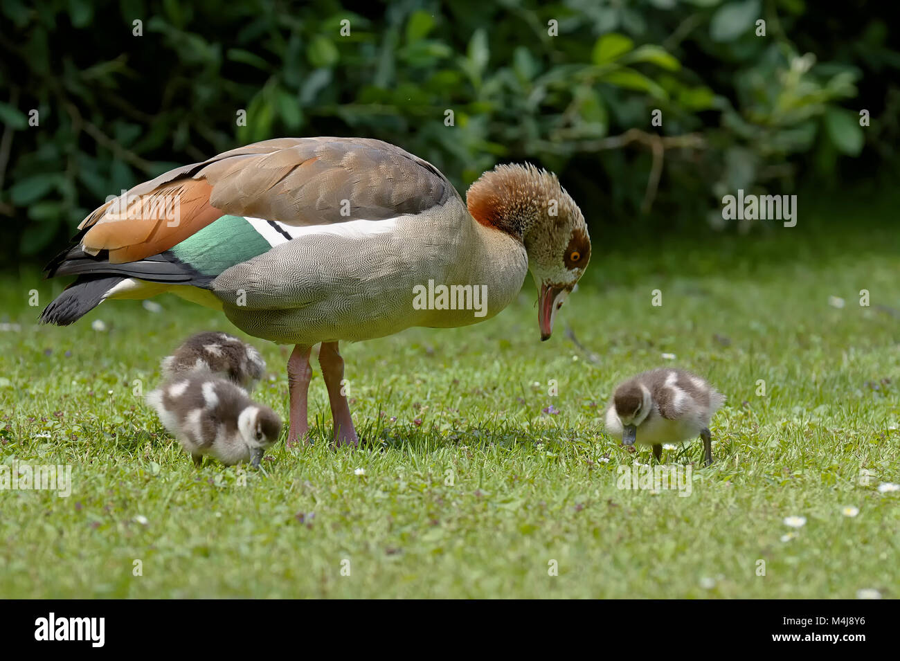Egyptian goose with kids Stock Photo - Alamy
