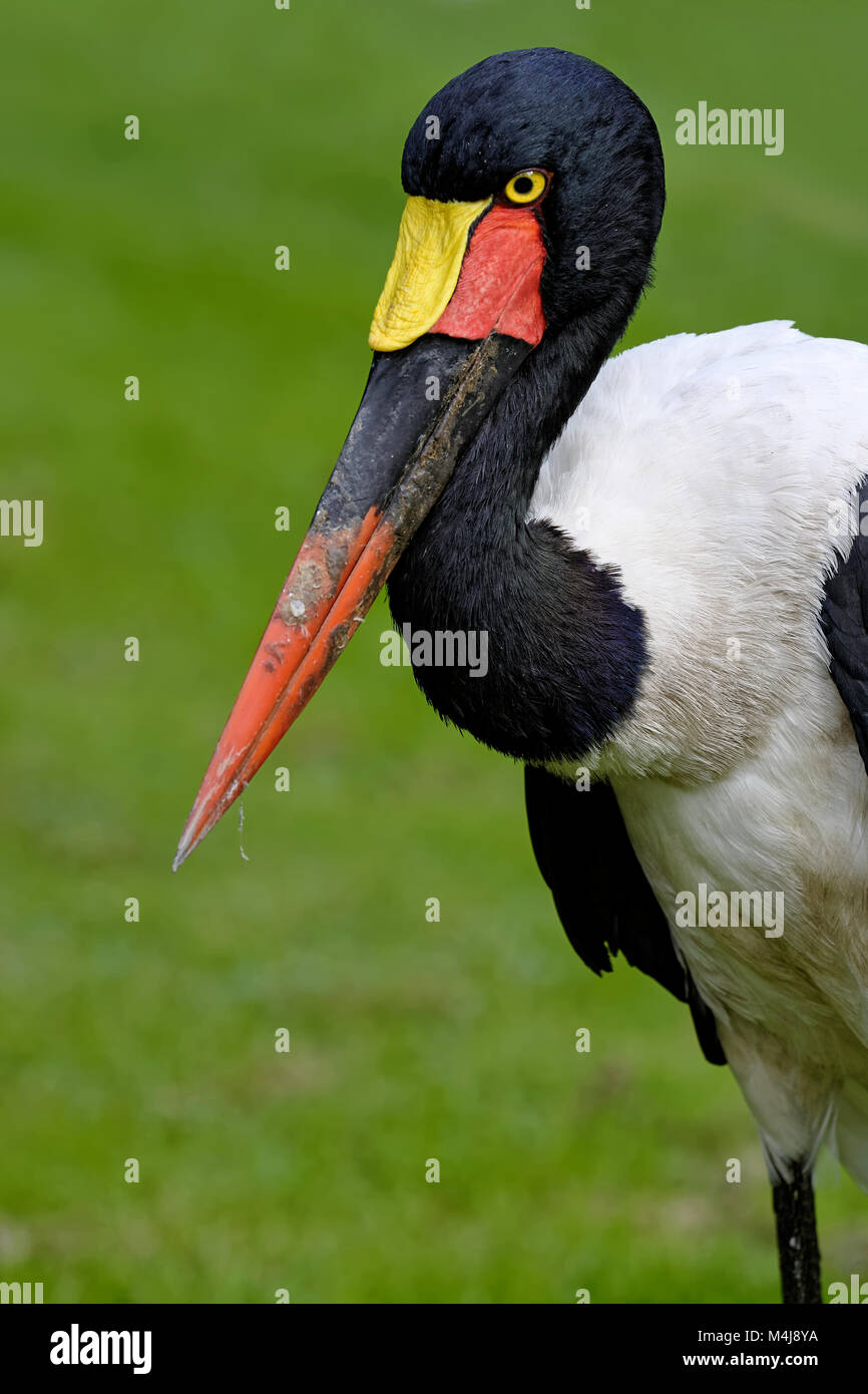 Stork feathers hi-res stock photography and images - Alamy