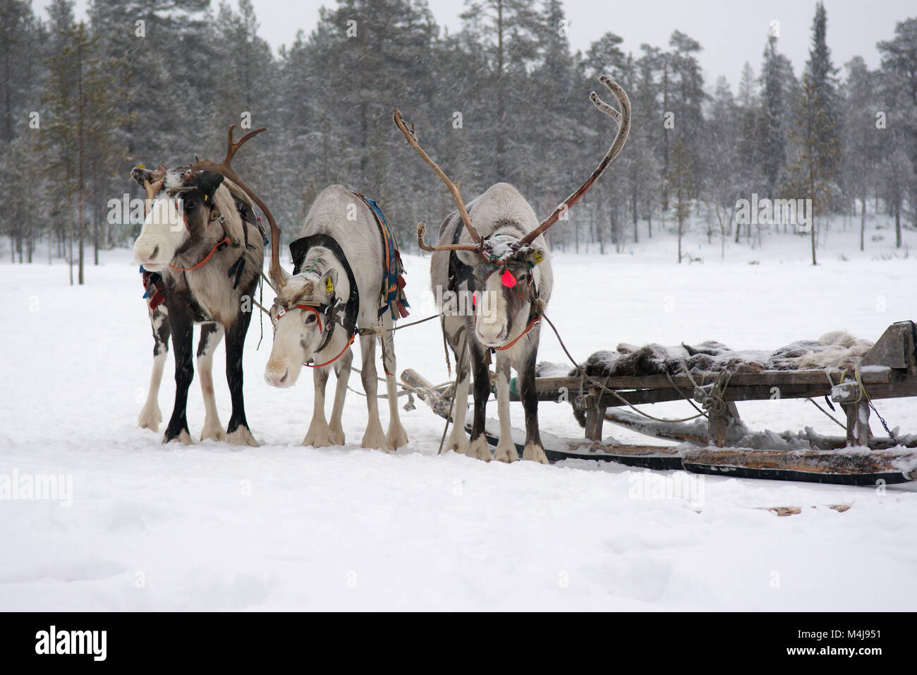 Sami reindeer team Stock Photo - Alamy
