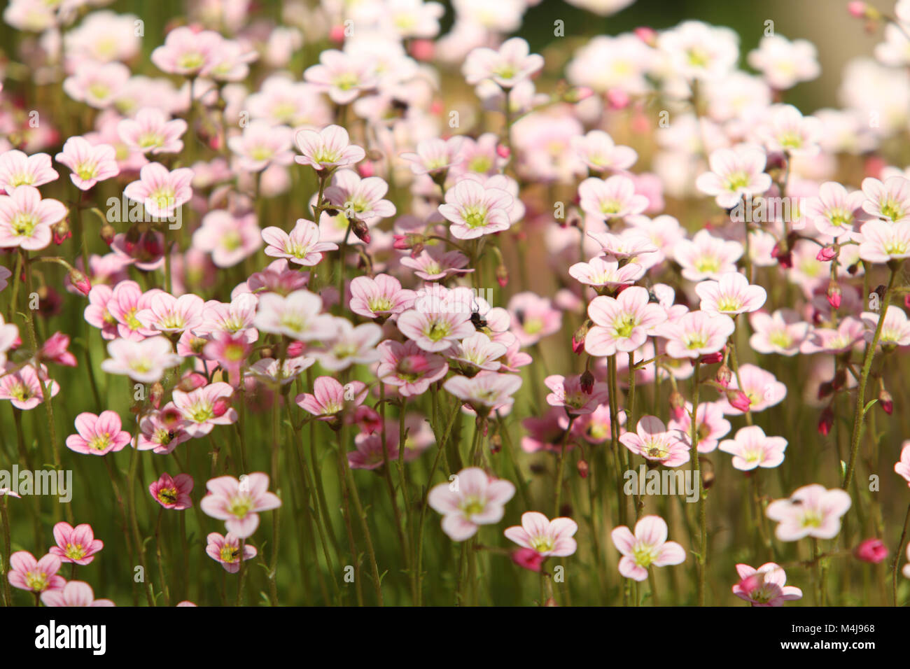 bright flowers flowering moss Stock Photo - Alamy