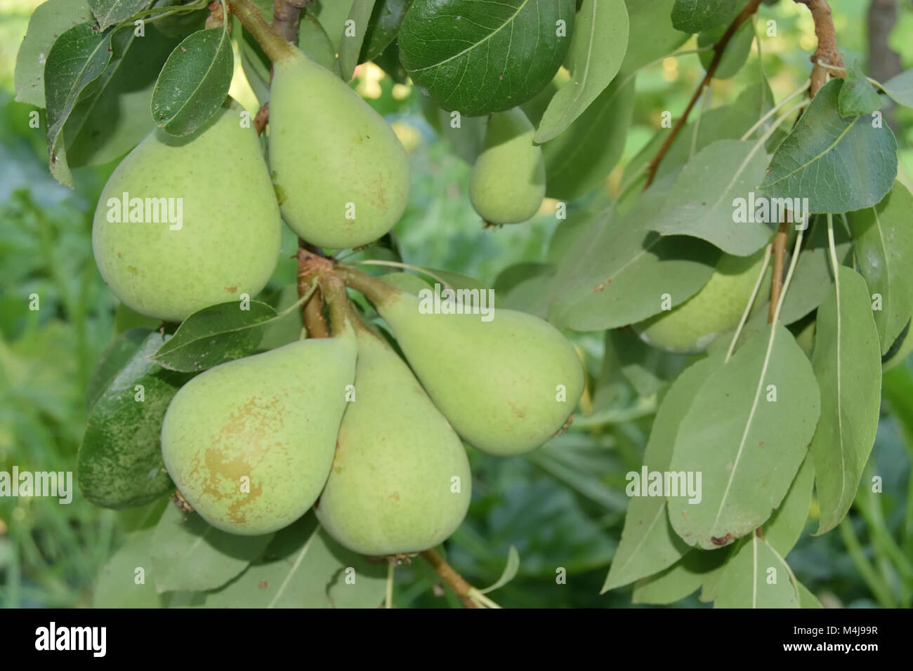 Pears tree closeup hi-res stock photography and images - Alamy