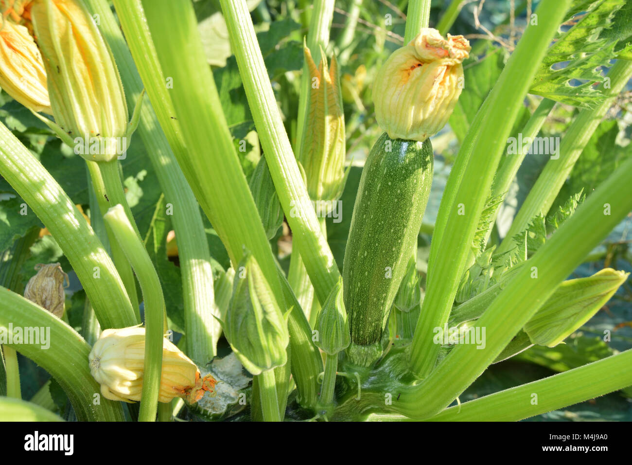 closeup of unripe zucchini yet on the plant Stock Photo - Alamy