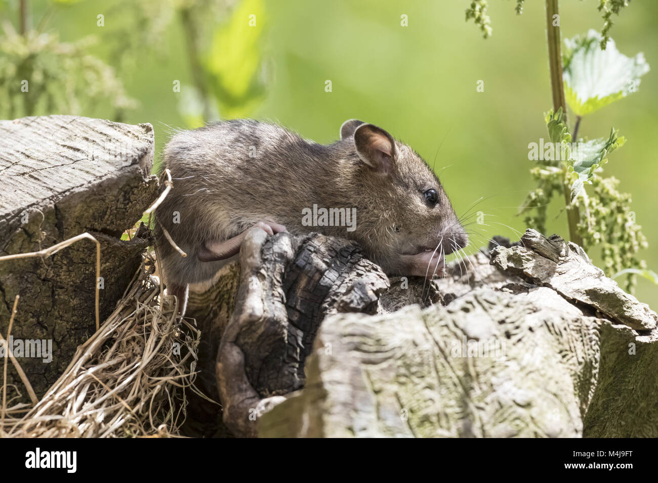 Mouse on food search Stock Photo - Alamy