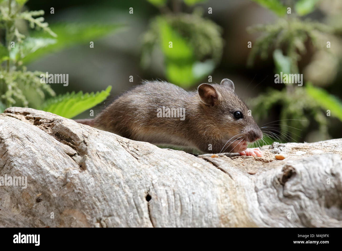 Mouse on food search Stock Photo - Alamy