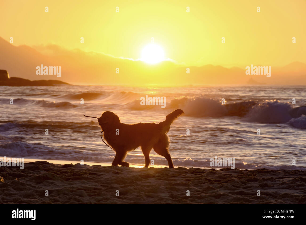 Dog at beach sunrise Stock Photo - Alamy