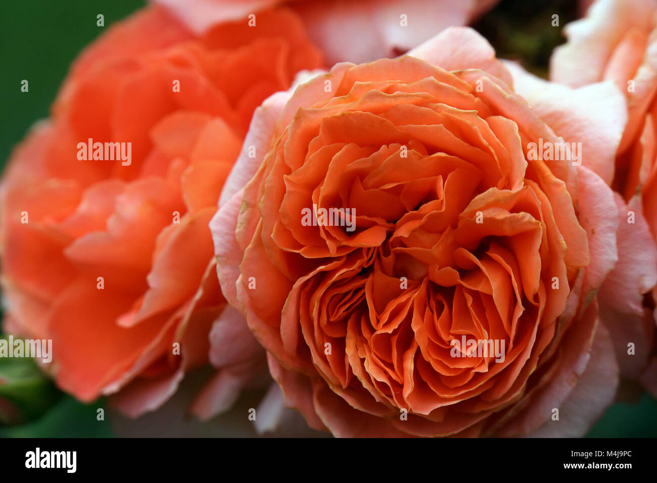 orange shrub rose Stock Photo - Alamy