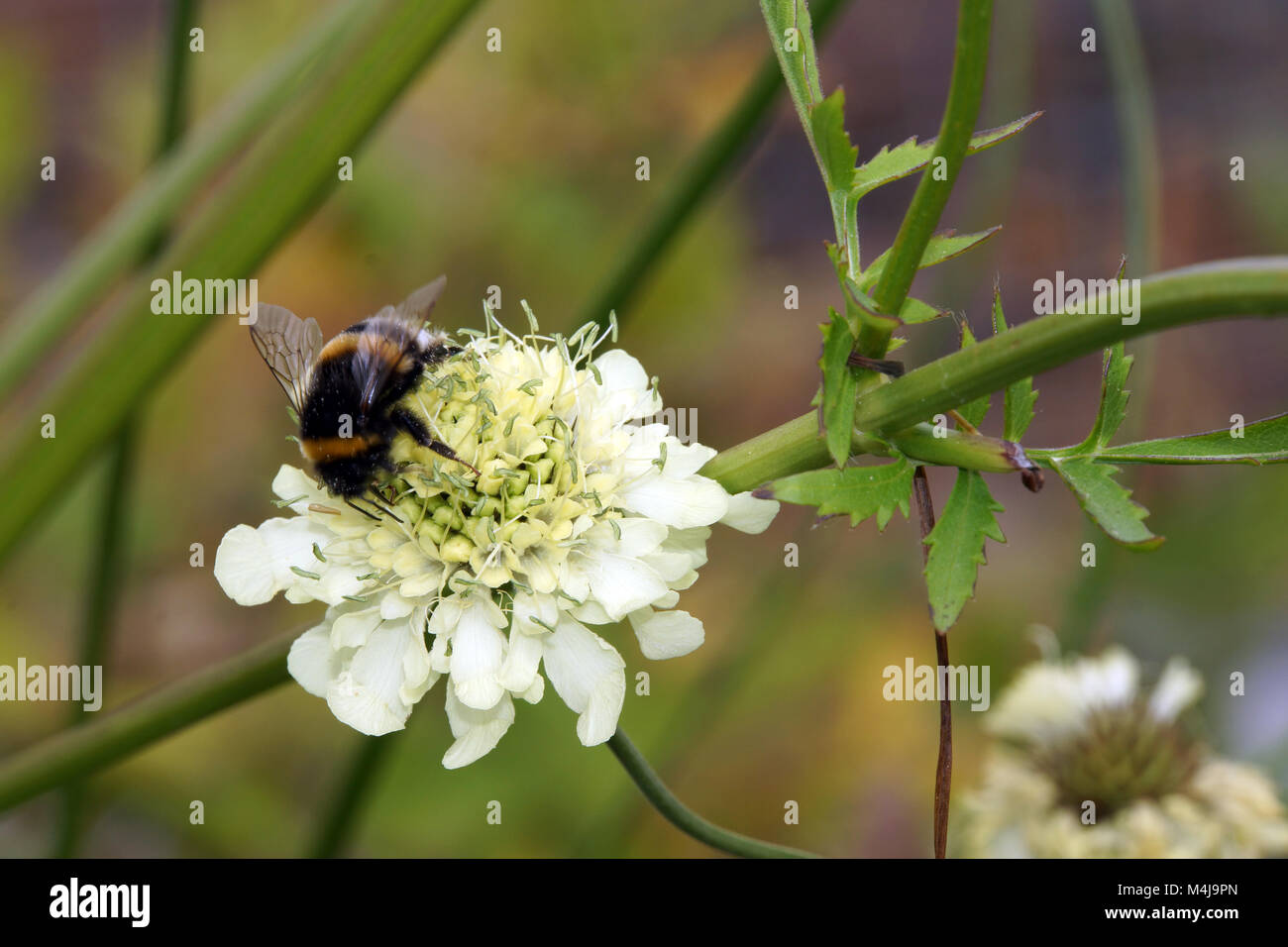 Cream scabiosa hi-res stock photography and images - Alamy