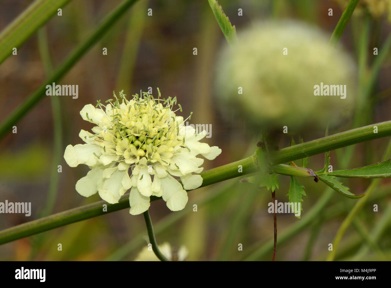 Cream scabiosa hi-res stock photography and images - Alamy