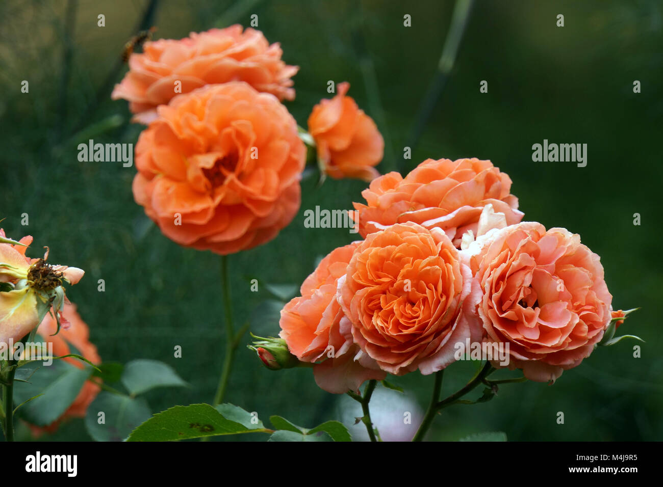 orange shrub rose Stock Photo - Alamy