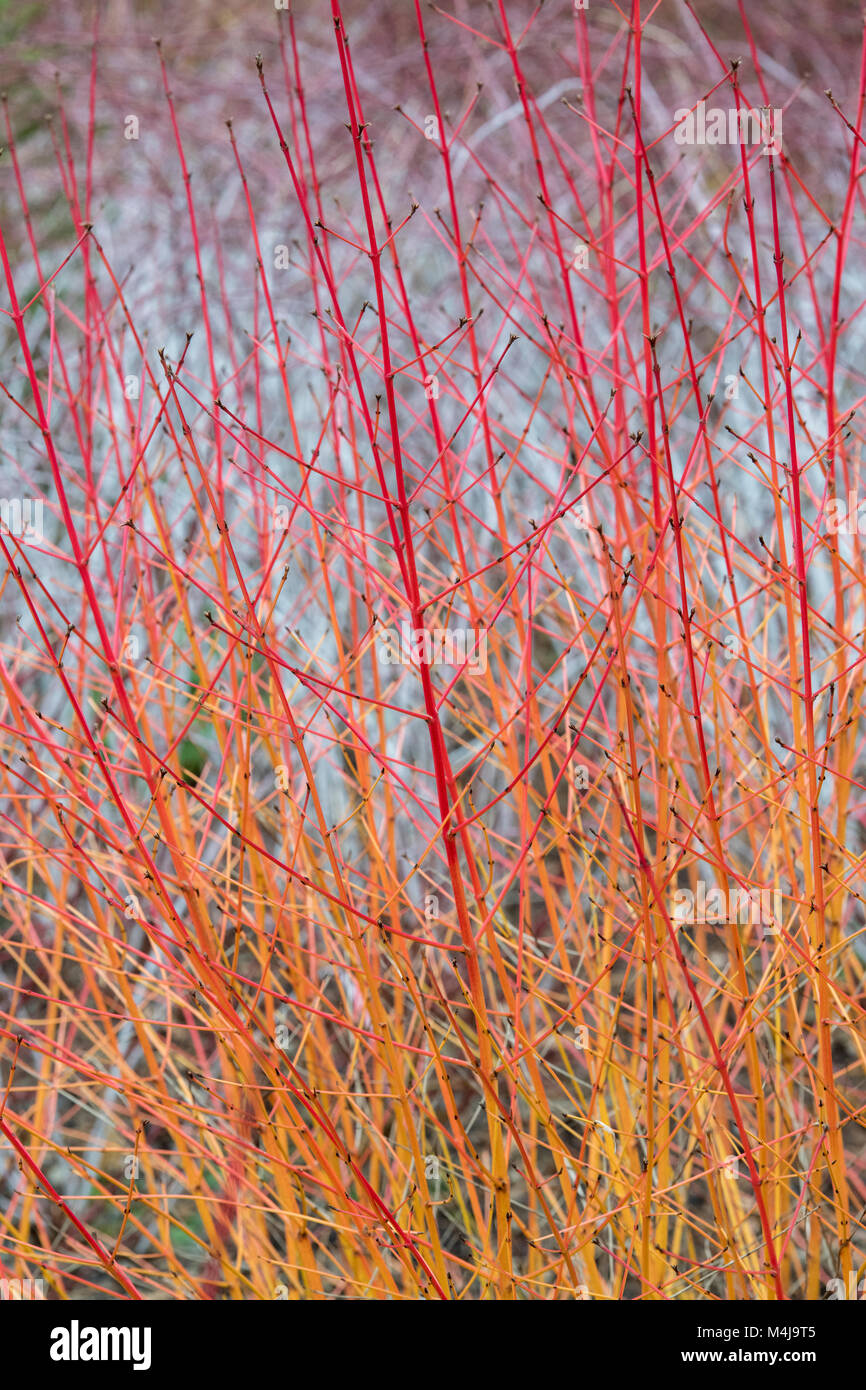 Rubus biflorus hi-res stock photography and images - Alamy