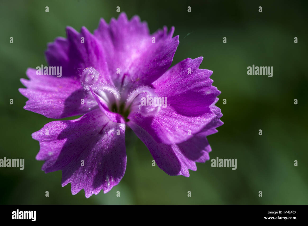 Carnation plants hi-res stock photography and images - Alamy